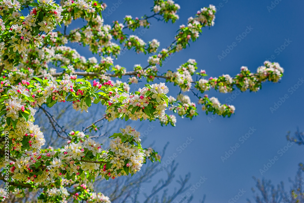 Malus John downie. Small tree of the family Rosaceae, native of England ...