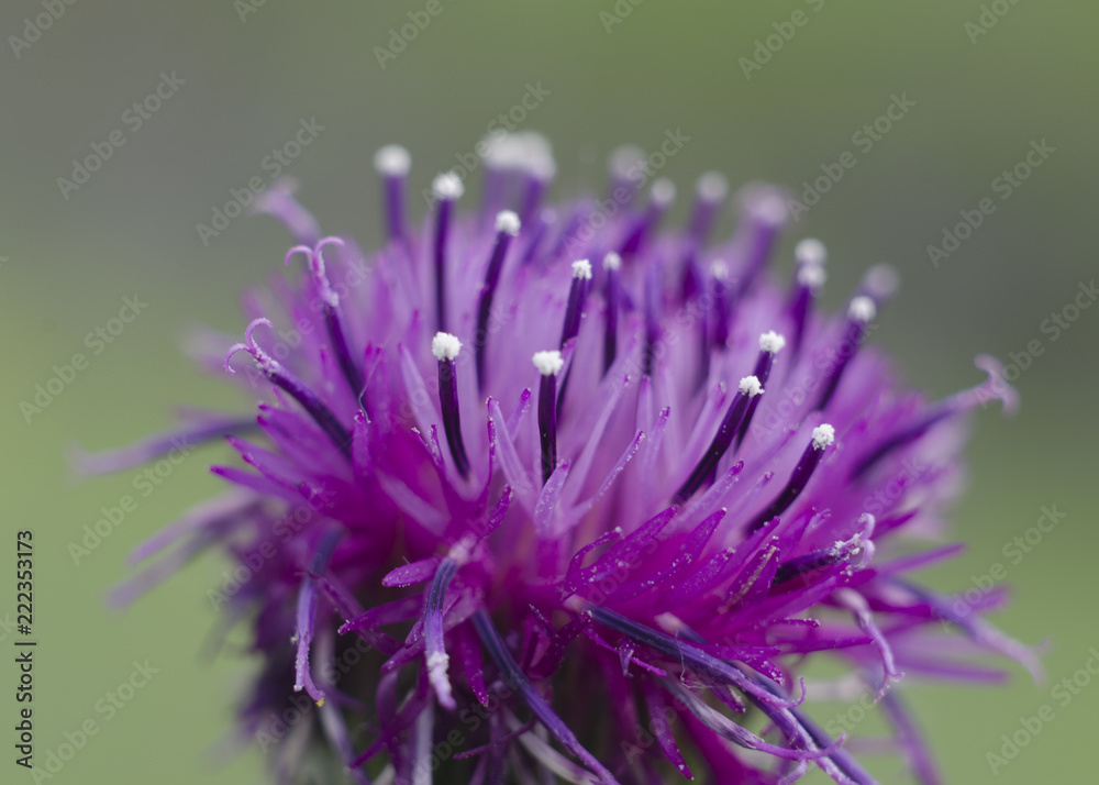 Purple field flower Stock Photo | Adobe Stock