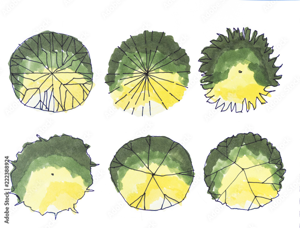 tree Illustration for Design plan Of architecture and landscape. tree top view watercolor ...