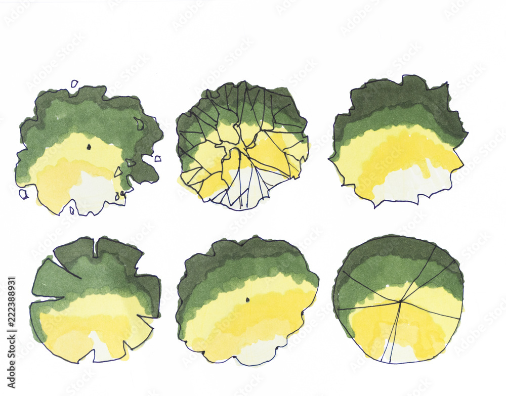 tree Illustration for Design plan Of architecture and landscape. tree top view watercolor ...