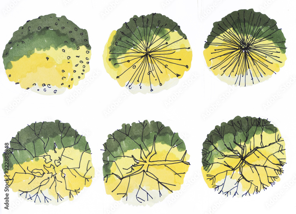 tree Illustration for Design plan Of architecture and landscape. tree top view watercolor ...