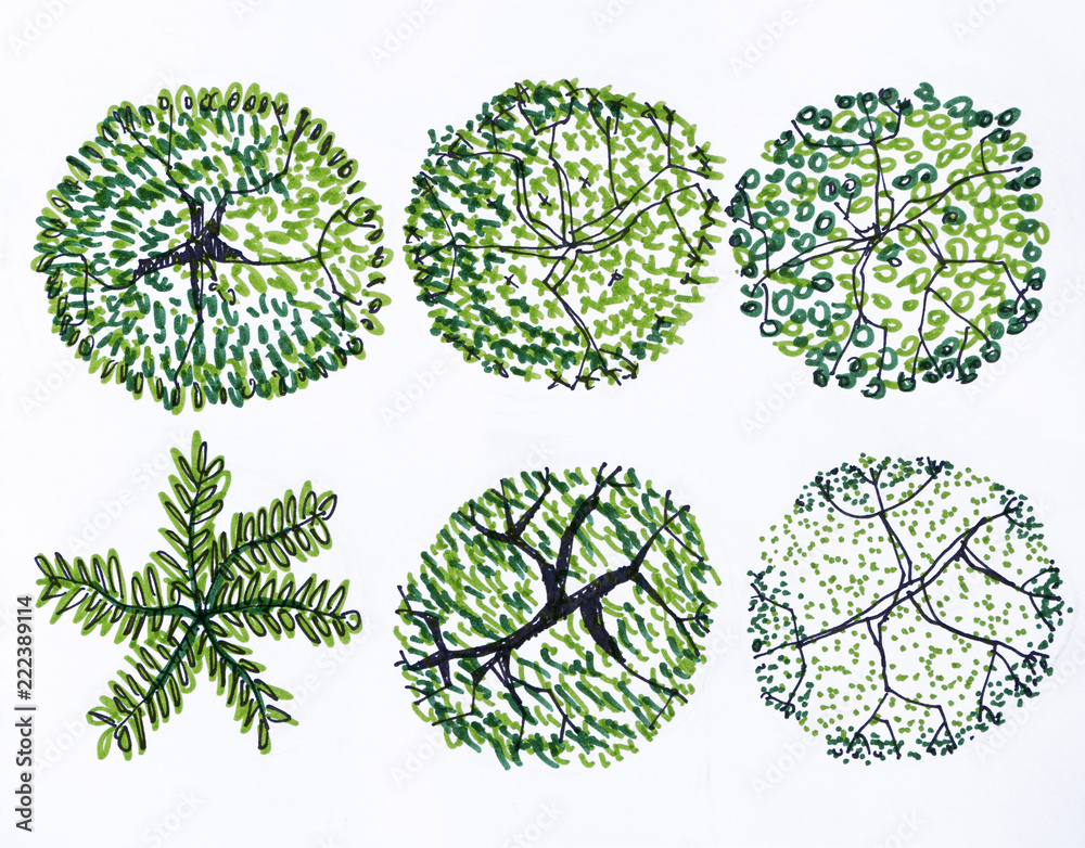 tree Illustration for Design plan Of architecture and landscape. tree top view watercolor ...