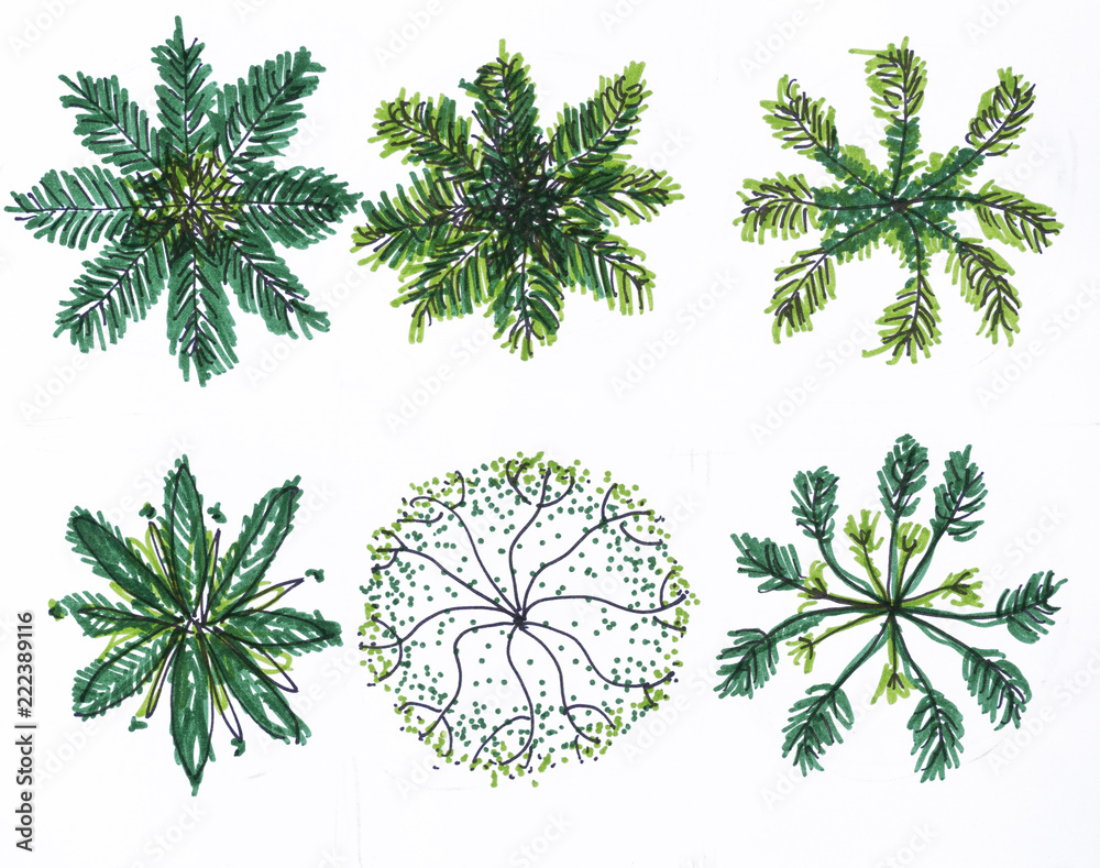 tree Illustration for Design plan Of architecture and landscape. tree top view watercolor ...