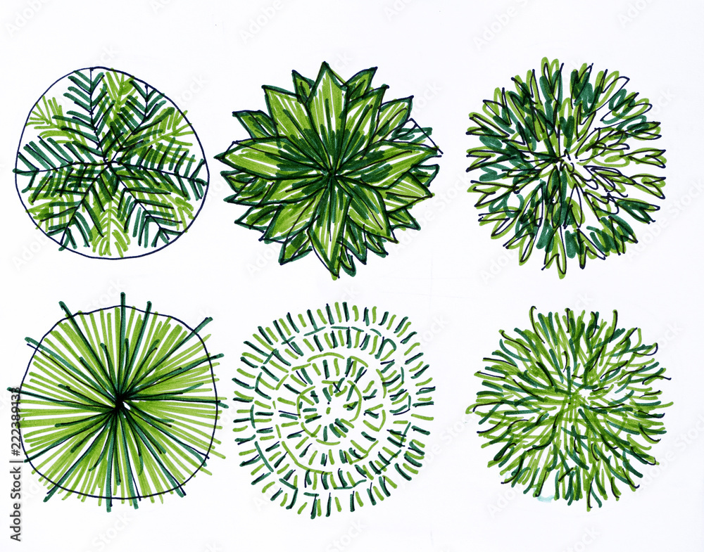 tree Illustration for Design plan Of architecture and landscape. tree top view watercolor ...