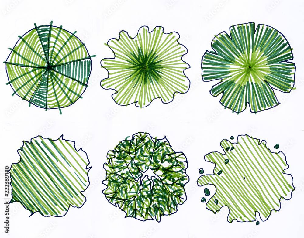 tree Illustration for Design plan Of architecture and landscape. tree ...