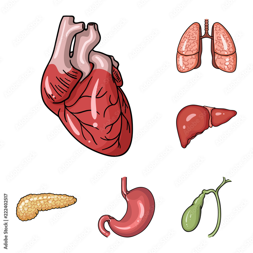 Human organs cartoon icons in set collection for design. Anatomy and ...