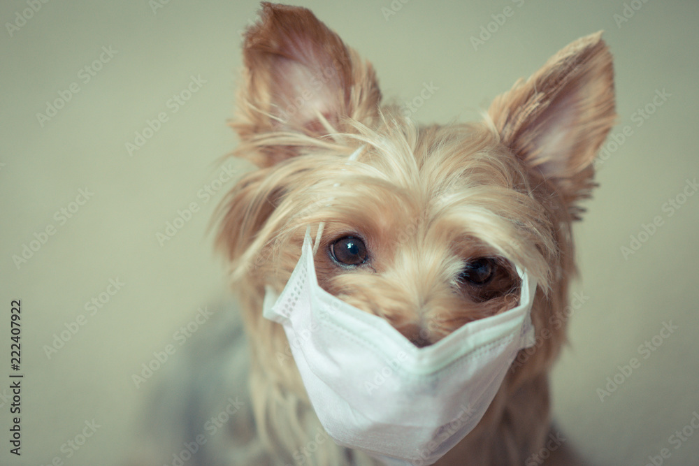 Yorkshire Terrier Is Ill With Morbus Aujeszky