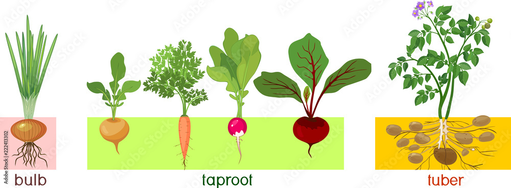 Three different types of root vegetables. Plants with leaves and root ...