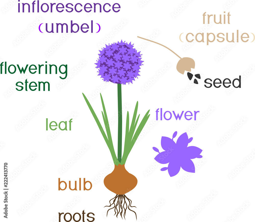 Umbel Inflorescence In Onion