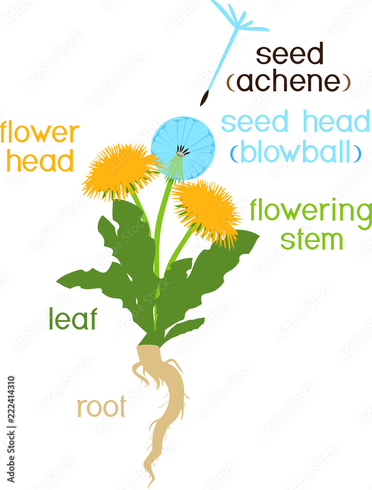 Parts of plant. Morphology of dandelion with leaves, flowers, root and ...