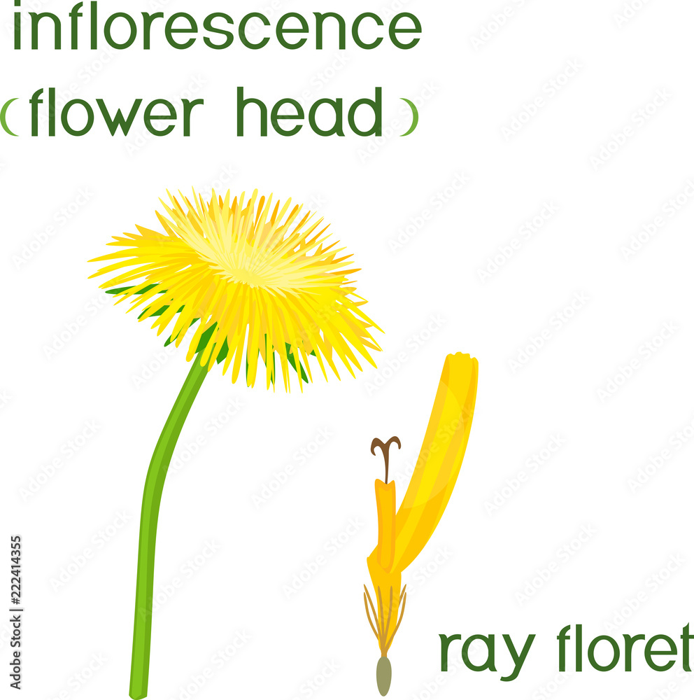 Inflorescence Head