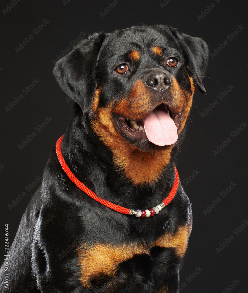 Rottweiler Dog Isolated on Black Background in studio Stock Photo ...