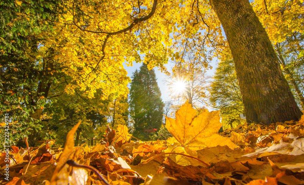 Wunderschöner bunter goldener Herbst Stock-Foto | Adobe Stock
