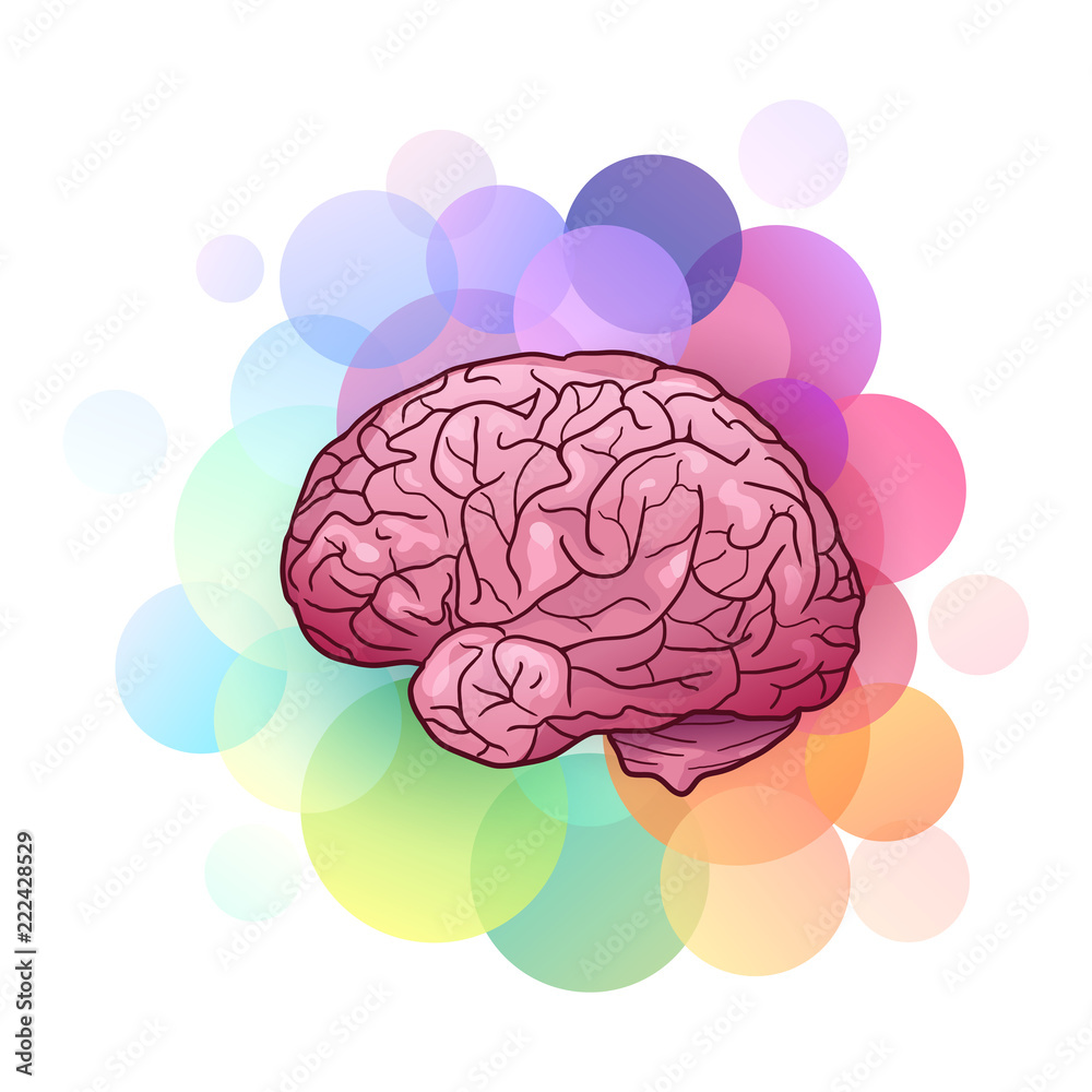 Cartoon illustration of human brain with highlights and shadows with ...