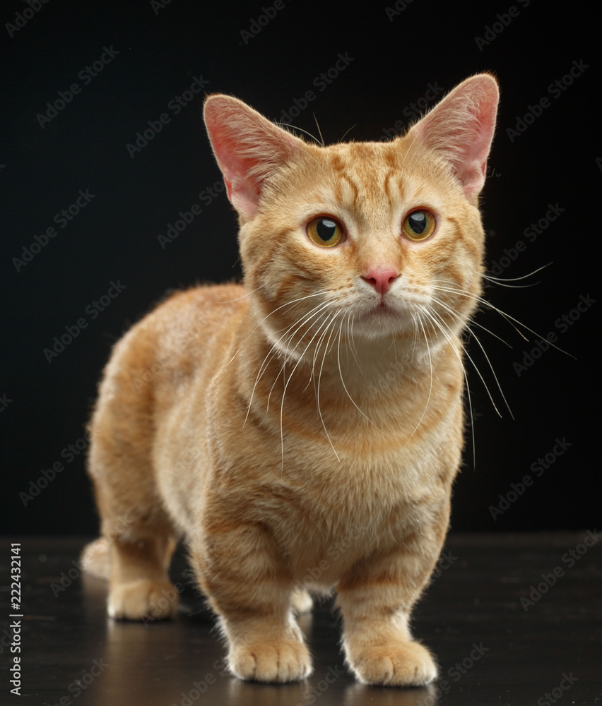 Ginger Munchkin Cats