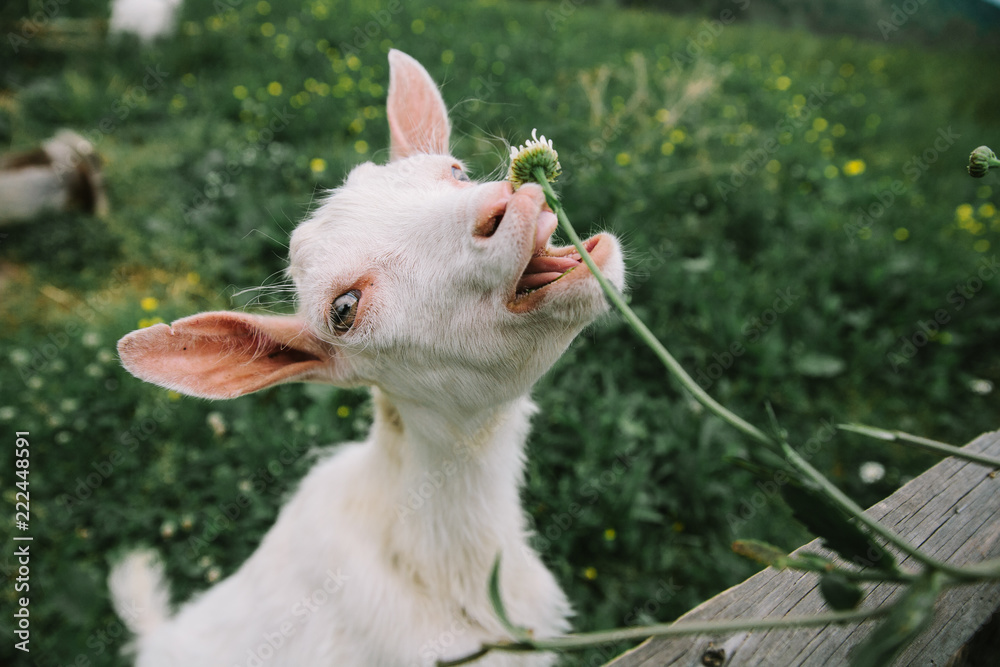 little cute white goats are chewing grass and flowers on the Carpathian ...