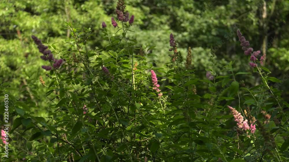 Vidéo Stock Pink wild flowers grow in a pile. Latin: Spirea densiflora ...