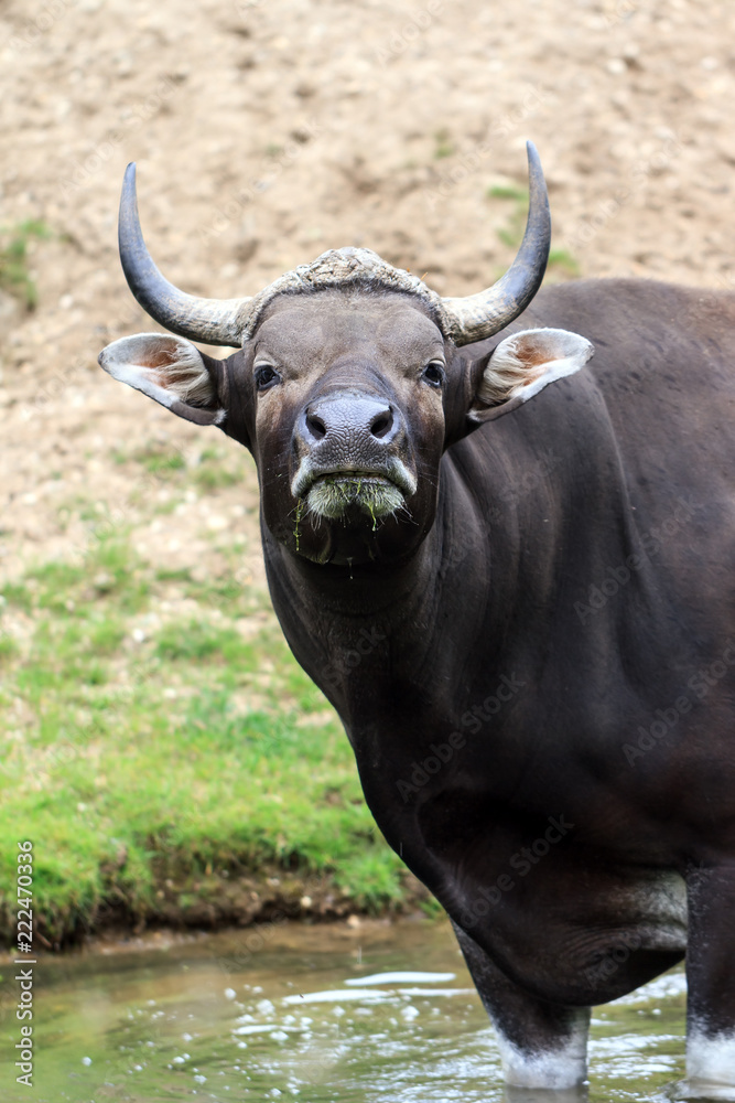 The banteng (Bos javanicus) bull, aka tembadau, wild cattle from ...