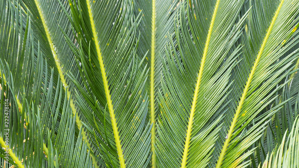 Cycad scientific name is Cycas circinalis L. Families Cycadaceae. Stock ...