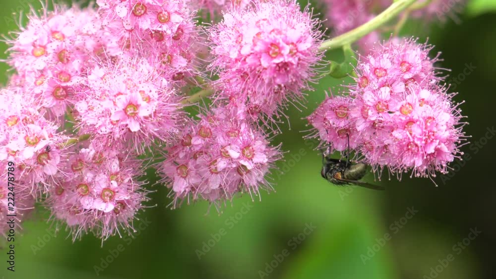 Vidéo Stock Pink wild flowers grow in a pile. Latin: Spirea densiflora ...
