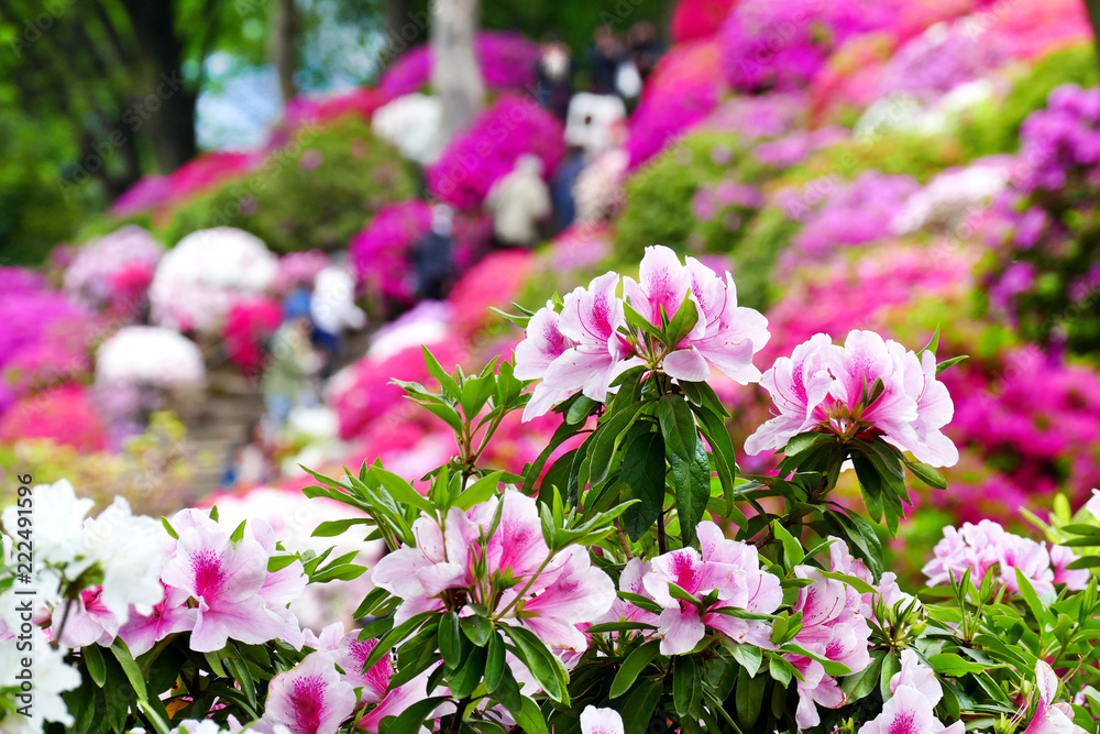 Beautiful Japanese azalea flowers in full bloom during Bunkyo Azalea ...