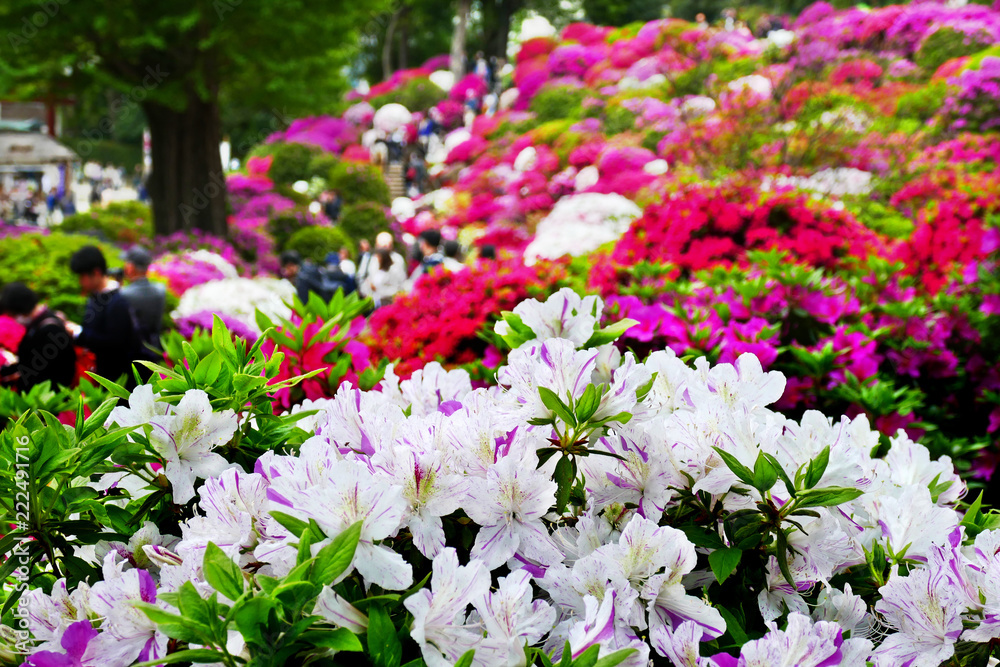 Beautiful Japanese azalea flowers in full bloom during Bunkyo Azalea ...