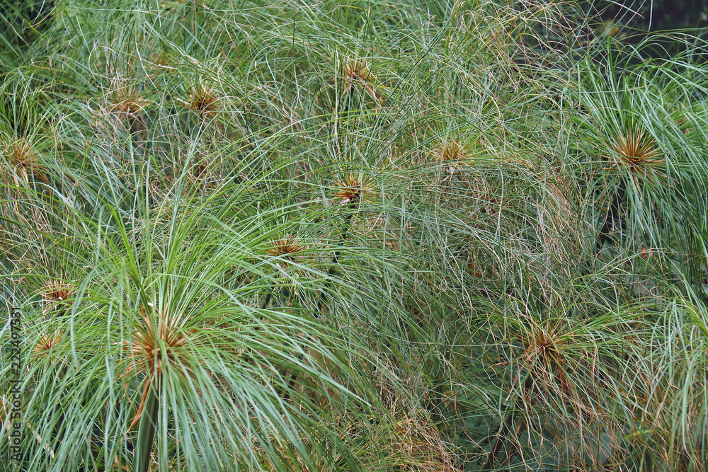 Papyrus (Cyperus papyrus). Called Papyrus sedge, Paper reed, Indian ...