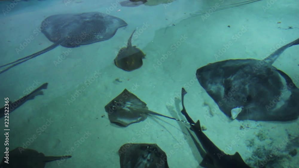Sea rays in the bottom of the aquarium among other fish species. Stock ...