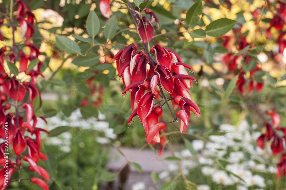 Erythrina crista-galli, also referred as the cockspur coral tree, a ...
