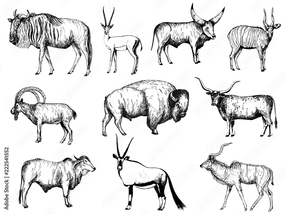Poster Big set of hand drawn sketch style ungulates isolated on white ...