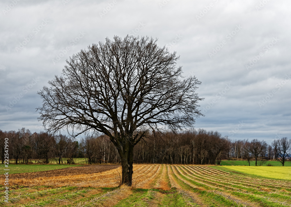 Tree without leaves with round crown on a harvested field, bumps as a ...