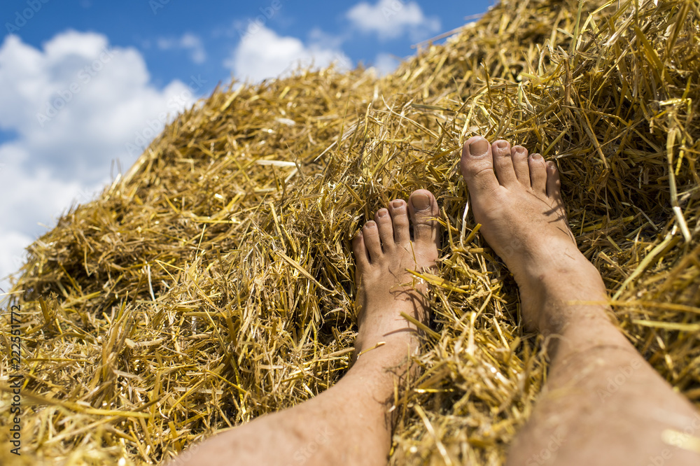 men's legs in the hay after harvest, hay agricultural with collected ...