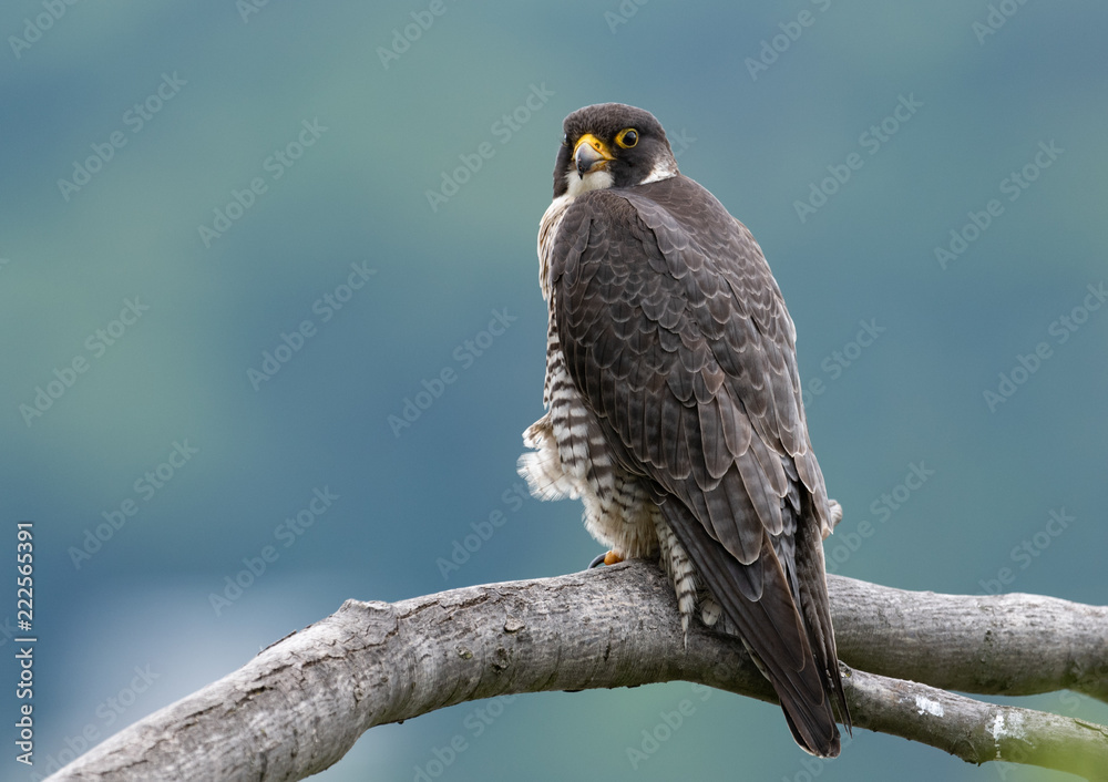 Peregrine Falcon Stock Photo | Adobe Stock