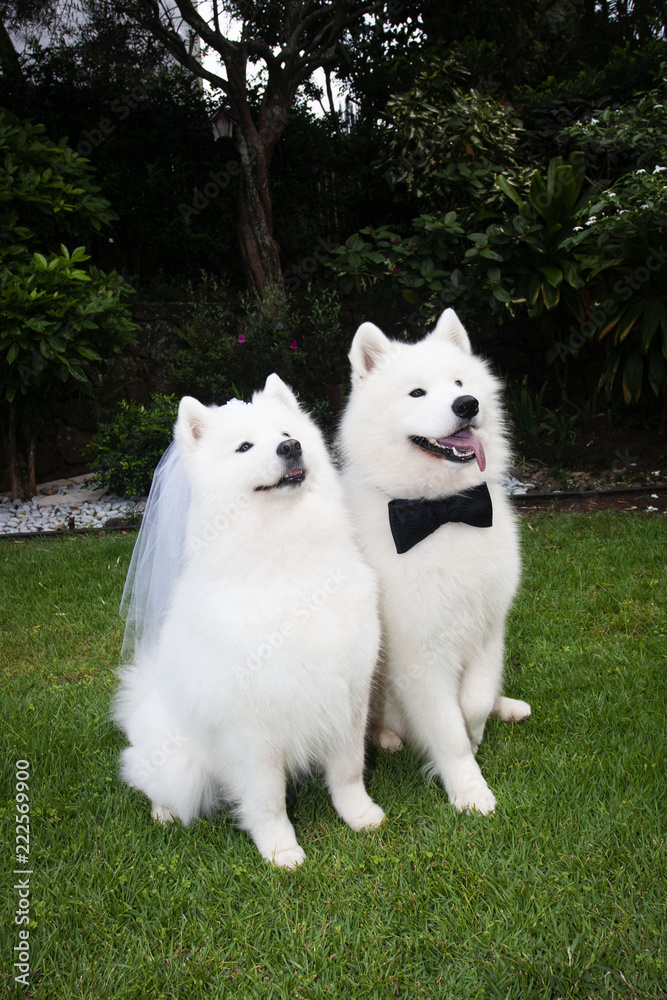 The Proposal Samoyed