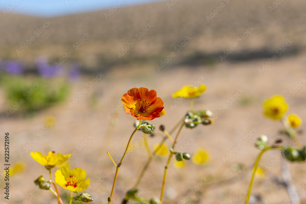 Cistanthe longiscapa, better known as pata guanaco. Flower that grows ...
