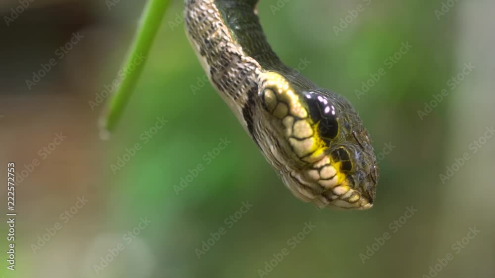 Snake-mimic caterpillar, Hemeroplanes triptolemus family Sphingidae ...