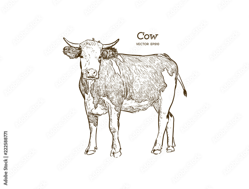 Cow in graphic style, and inscriptions, drawing illustration by hand ...