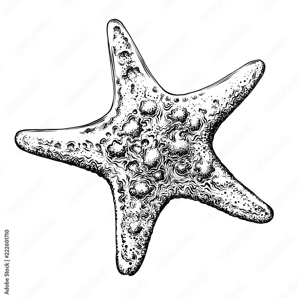Hand drawn sketch of starfish in black isolated on white background ...