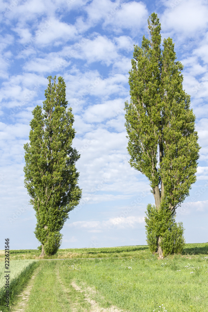 Summer landscape with trees Populus nigra var. pyramidalis against blue ...