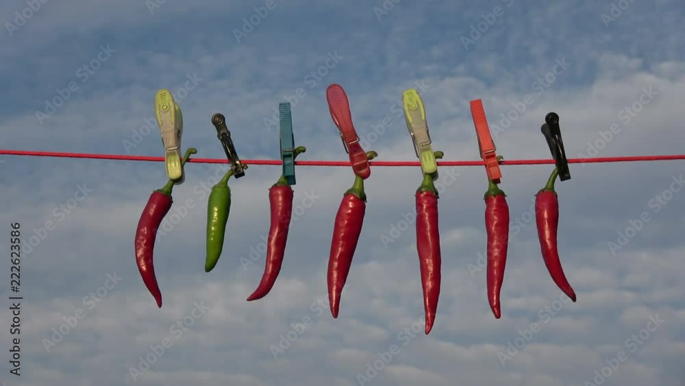 Hang drying fresh red hot chili peppers on string with clothespins on ...