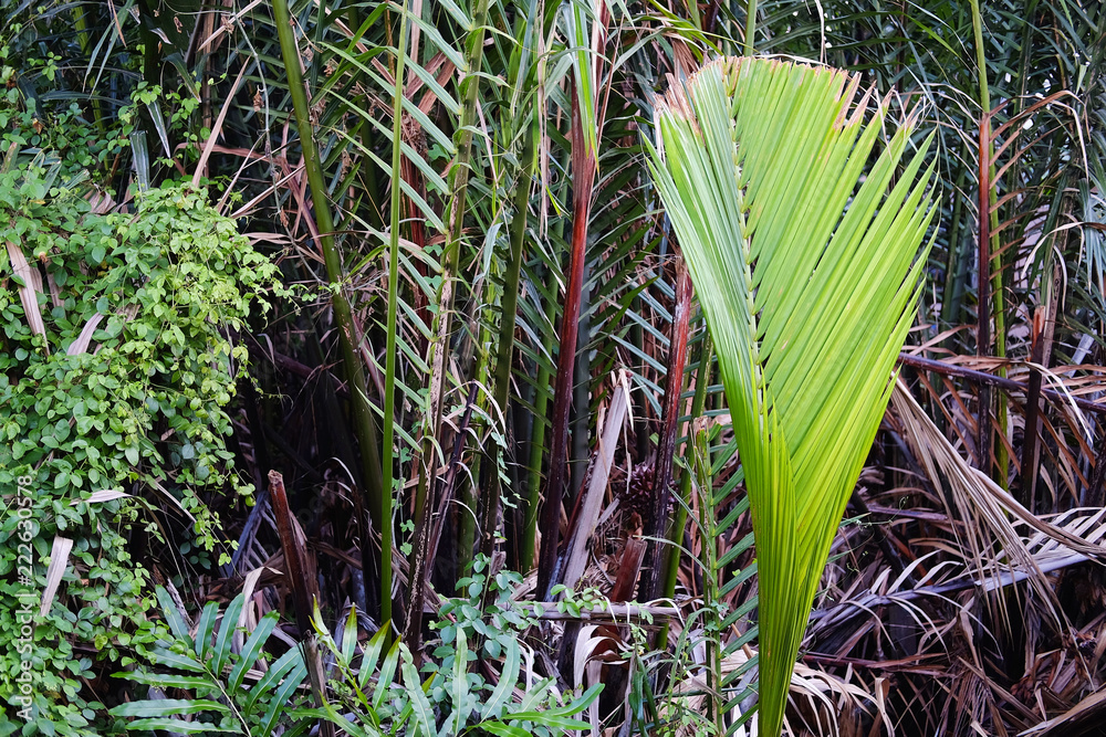 Topical green Nypa Fruticans Palm tree in mangrove forest at Thailand ...