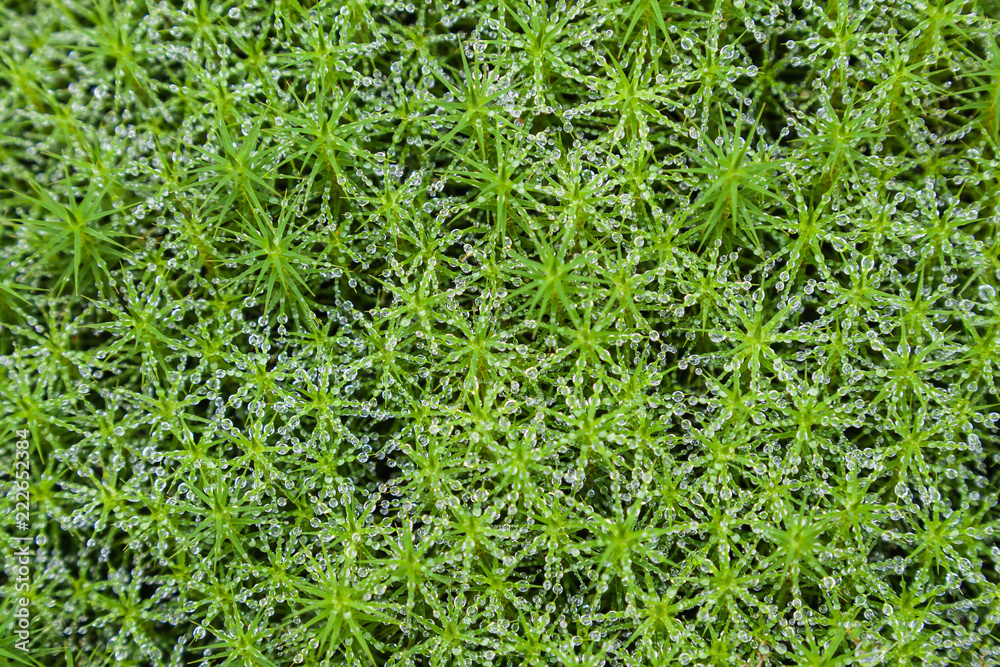 Sternförmiges Moos (Sagina subulata), Sternmoos mit Morgentau, Makro ...