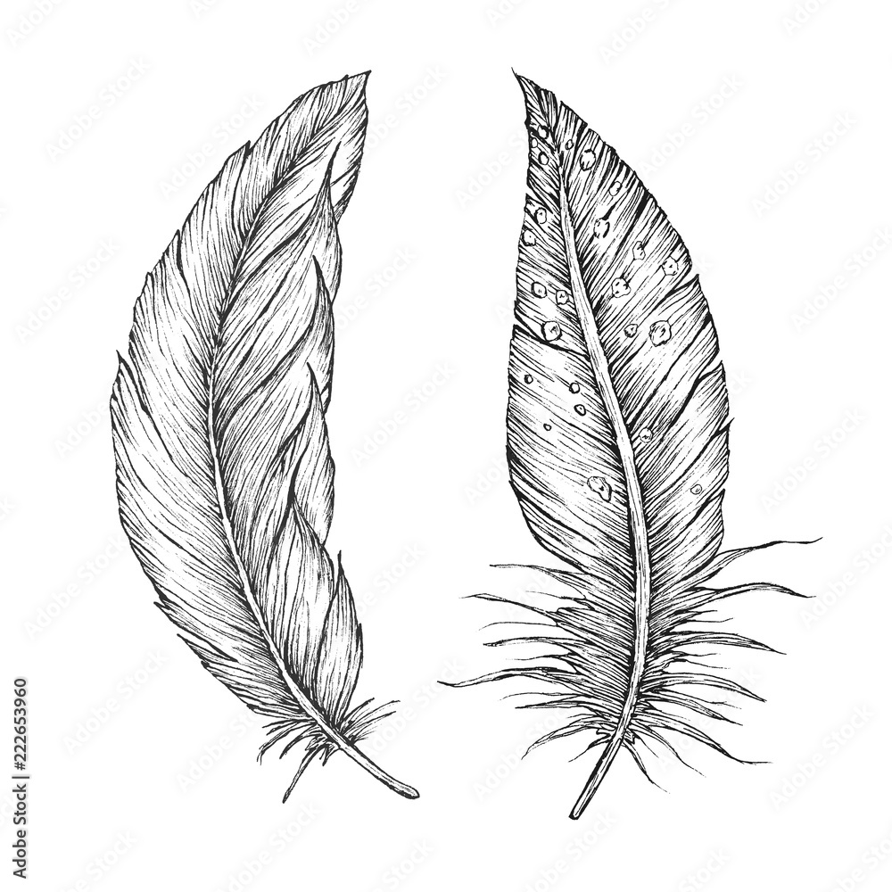 Detailed hand drawn vector feathers. Ornate outline card. Stock Vector ...