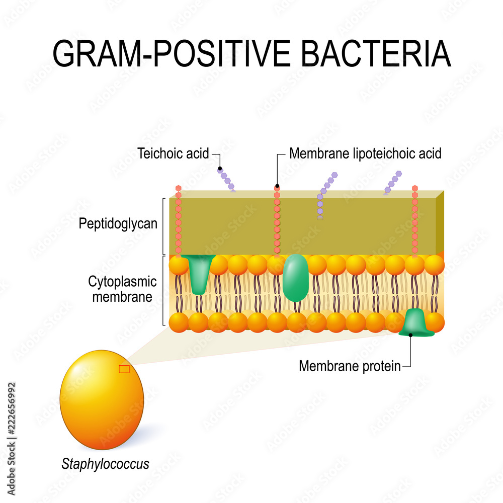 cell wall structure of Gram-positive Bacteria for example ...