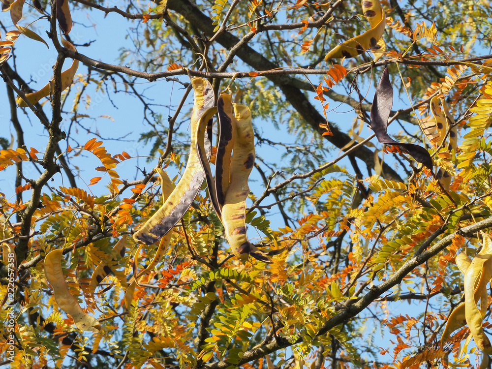 Foto de Gleditsia triacanthos. Feuillage et grandes gousses de févier d ...
