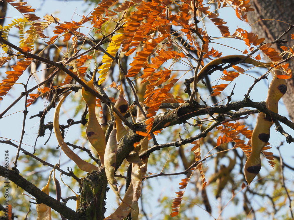 Gleditsia triacanthos. Feuillage et grandes gousses de févier d ...