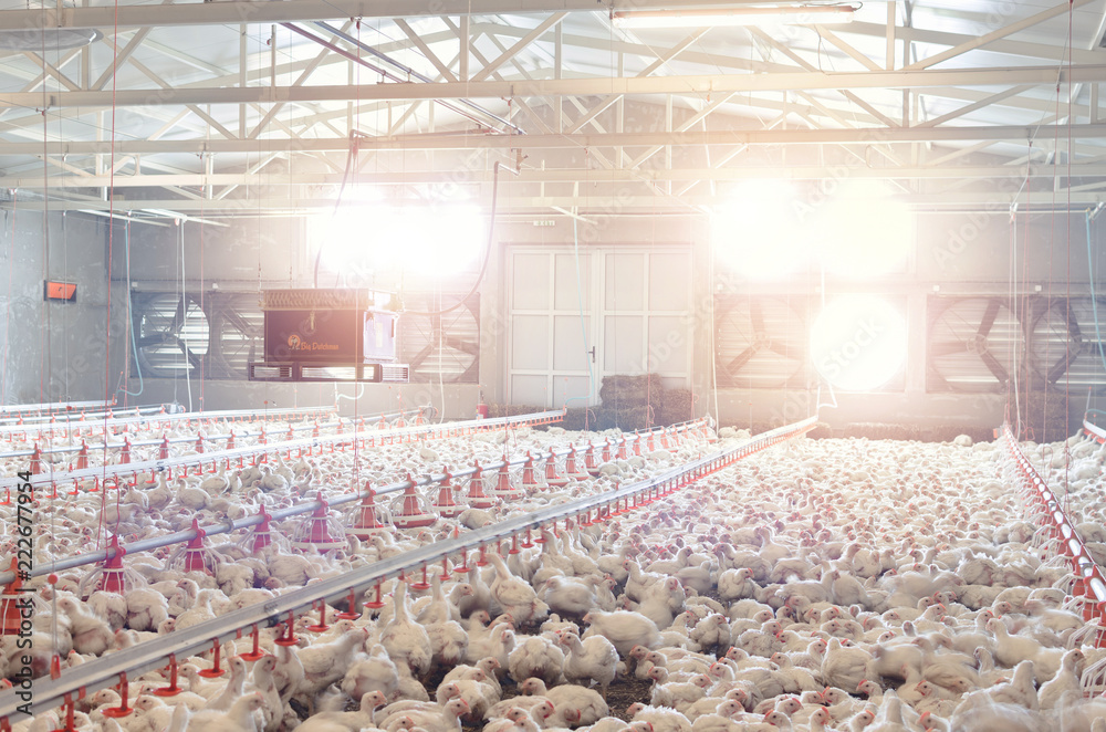 Indoors of chicken factory feeding ภาพถ่ายสต็อก | Adobe Stock
