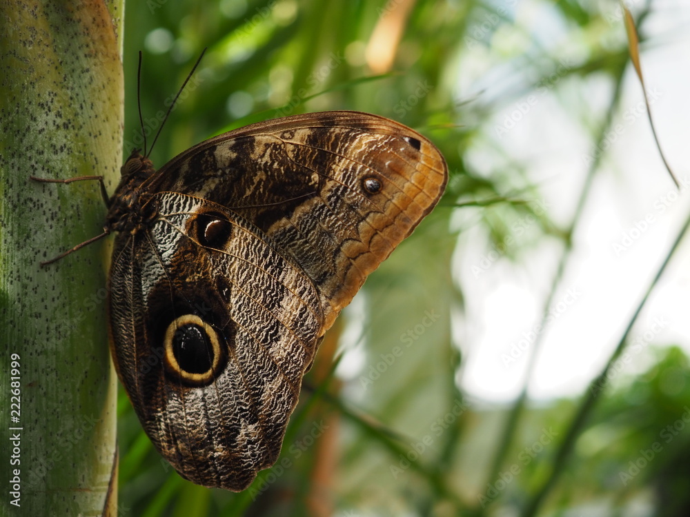 The yellow-edged giant owl butterfly with wings closed, Caligo atreus ...