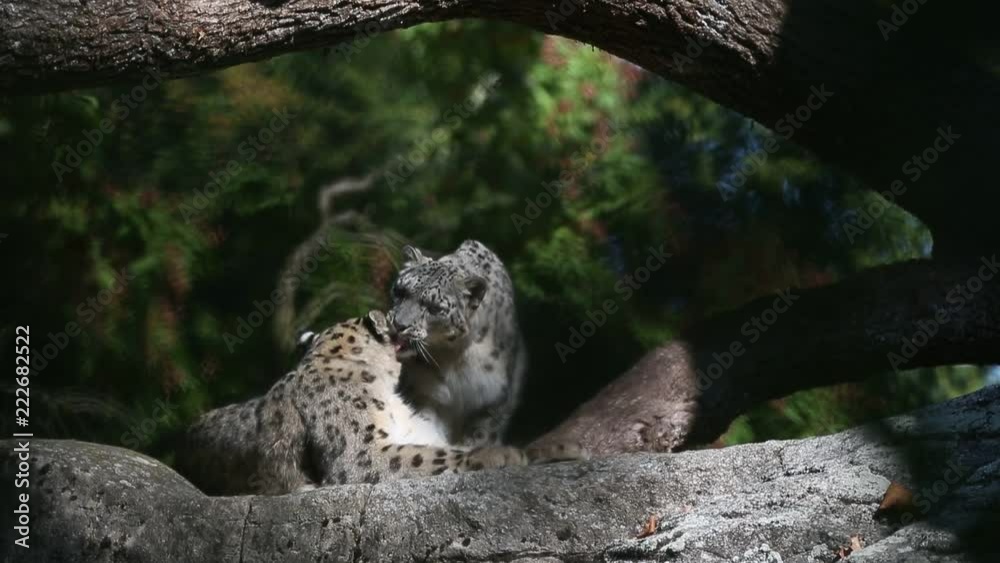 A Himalayan snow leopard (Panthera uncia) lounges on a rock, beautiful ...