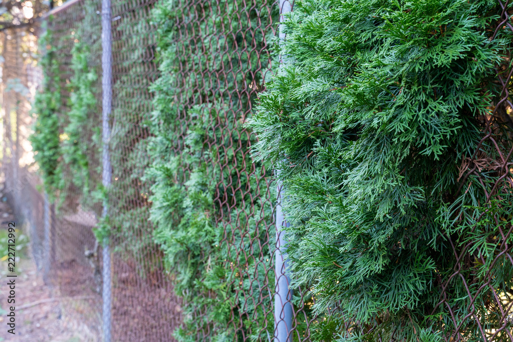 Overgrown trees and vegetation creeps through a fence line of a ...